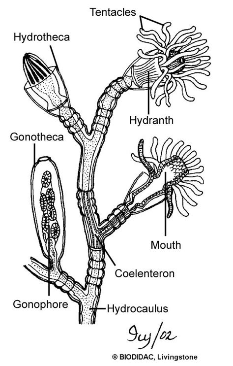 Obelia Labeled Diagram