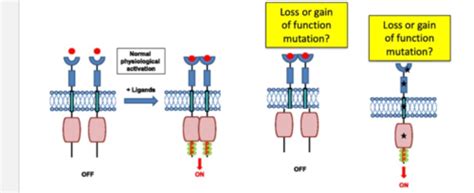 Lesson GRQ Comparisons Of PCR RT PCR And Western Blot Mechanisms Flashcards Quizlet