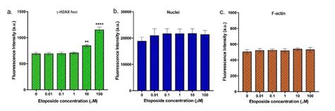 Fluorescence Increases With The Number Of Dna Double Strand Breaks