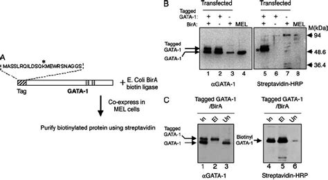 A Scheme For The Specific Biotinylation Of Tagged Gata 1 By Bira