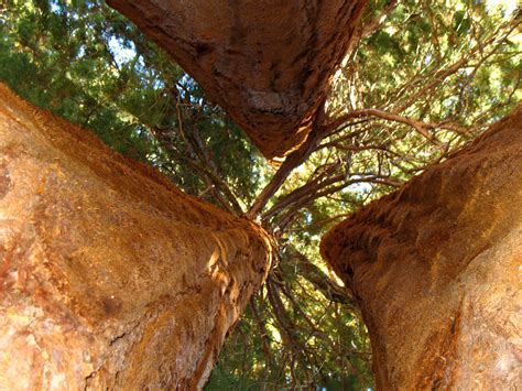 Agroforestry Agroforestry Intentionally Combines Agriculture And