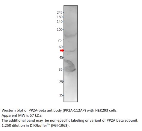 Pp2a Beta Antibody Fabgennix