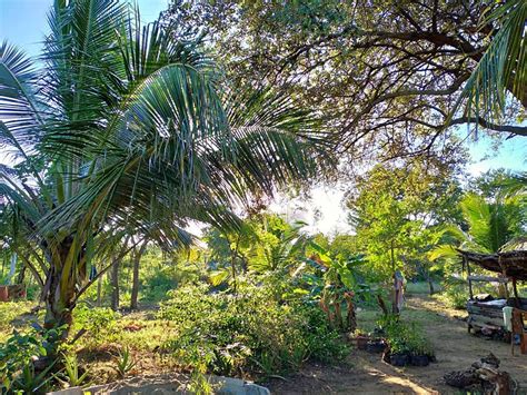 කතරගමින් ඉතා අඩුවට ඉඩමක් සල්ලි හදිසියක් නිසා මිල අඩුකර නැවත පළකිරීමකි