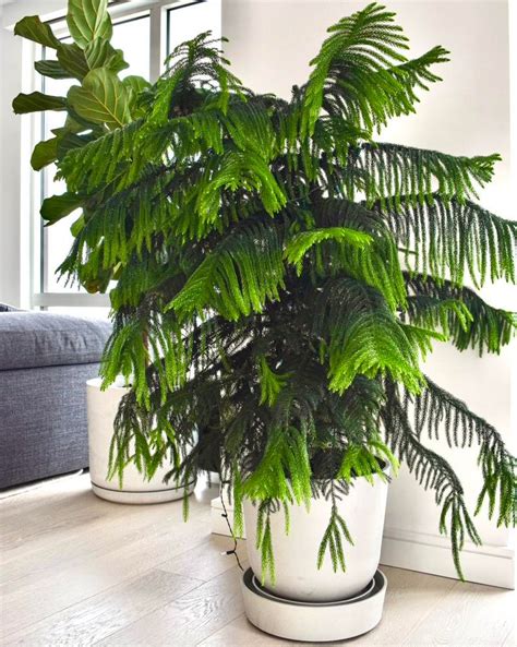 16 Low Maintenance Indoor Trees That Feel Like Living Sculptures