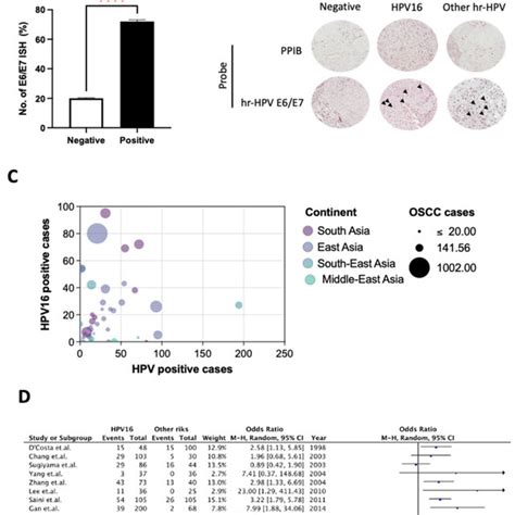 Comparison Of Presence Of High Risk Hpv Among Oscc Patients Versus Download Scientific Diagram