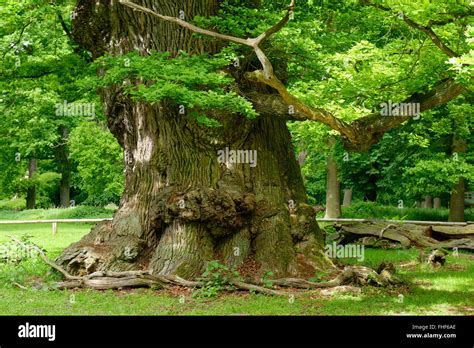 Eichen Von Ivenack ältesten Eichen In Ivenack Bei Stavenhagen