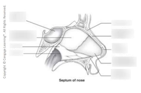 Nasal Septum Diagram Quizlet