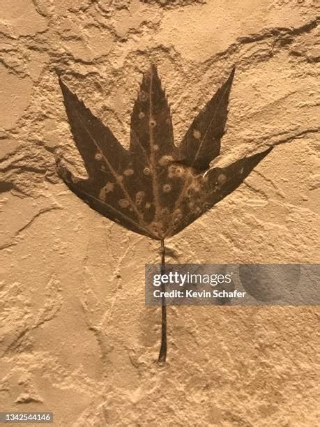 Tree Fossil Photos And Premium High Res Pictures Getty Images