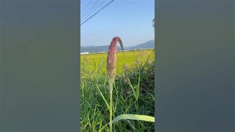 꼬리모양 뭐임 너무 리얼하잖음누구 생각나잖음 Youtube