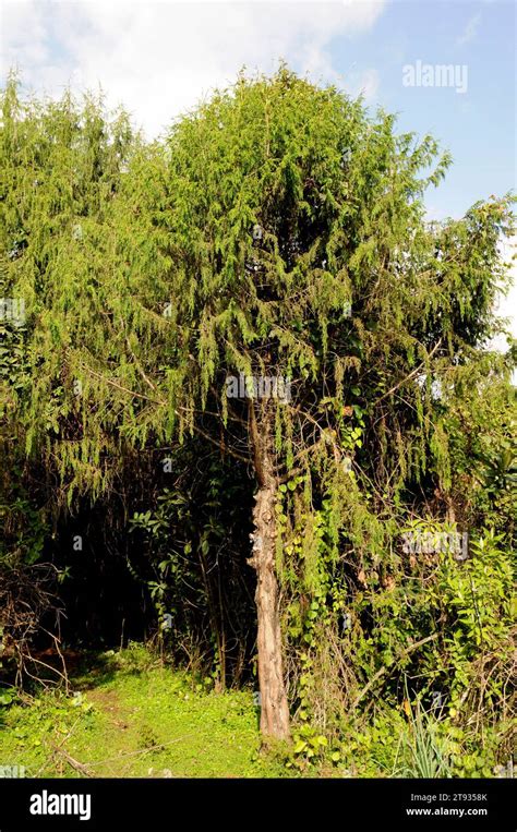 African Juniper Or African Pencil Cedar Juniperus Procera Is A
