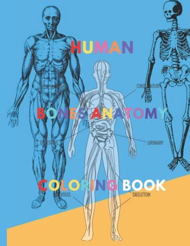 Human Bones Anatomy Coloring Book Great Coloring Book For Learn Fun