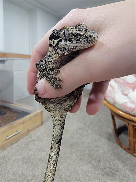 Sexing Gargoyle Gecko R Gargoylegeckos