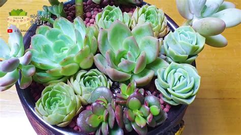 에케베리아속과 크라슐라속 다육이로 멋진화분에 러블리 작품만들기succulents Youtube