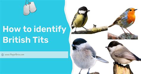 7 Types Of Tit Birds In The UK The Ultimate Guide ThePetBros Pet