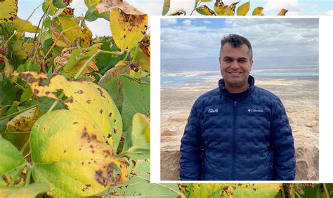 Soybean Crop Develops Despite The Advance Of Cercospora Spp Cultivar