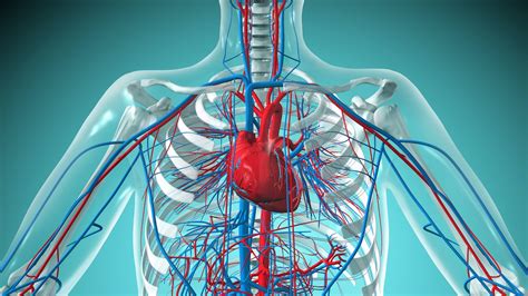 Exact Location Of Heart Human