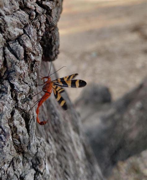 Scorpion Wasp Flying Scorpion It Turns Out Its Actually Called A