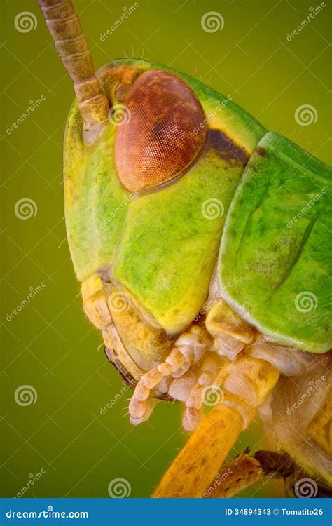 Extreme Sharp And Detailed Macro Portrait Of Green Grasshopper Head