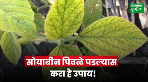 Yellowing Of Soybean Leaves तुमचे सोयाबीन पिवळे पडत आहे का तज्ज्ञांनी