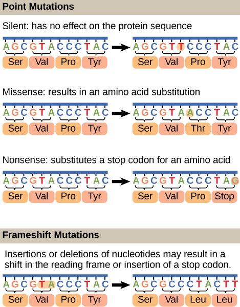 14 6 Dna Repair Texas Gateway