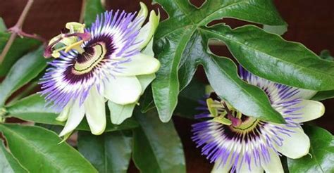 گیاه دارویی گل ساعتی گیاهین