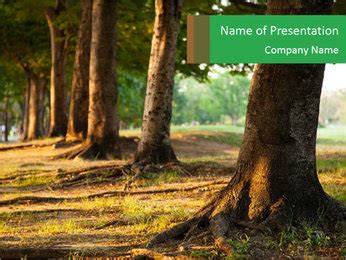 Row Of Trees In Evening Park Sunset View Powerpoint Template Backgrounds Google Slides Id