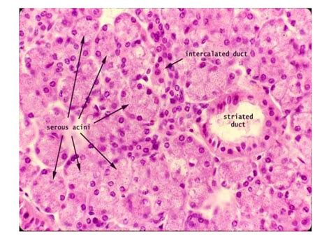 Histology Of Digestive System Histology 1 Ppt
