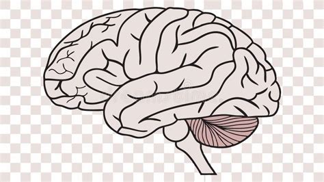 Human Brain Outline Anatomy Neurology Science Intelligence Mind