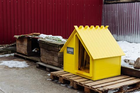 В Киеве построят домики для бездомных котов — Save Animals | Спасите ...
