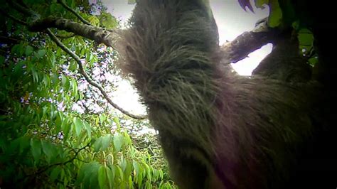 Oso Perezoso Comiendo Youtube