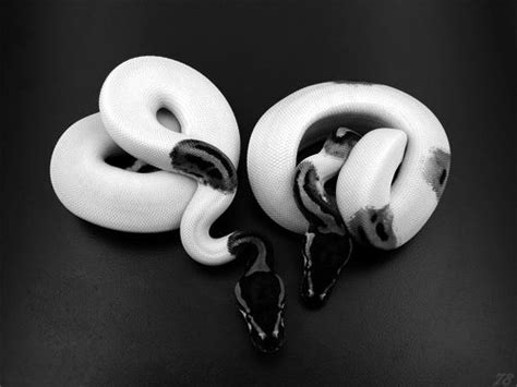 White Python Snake