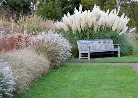 Pampas Grass White Perennial Ornamental 1 Live Plant Home Etsy