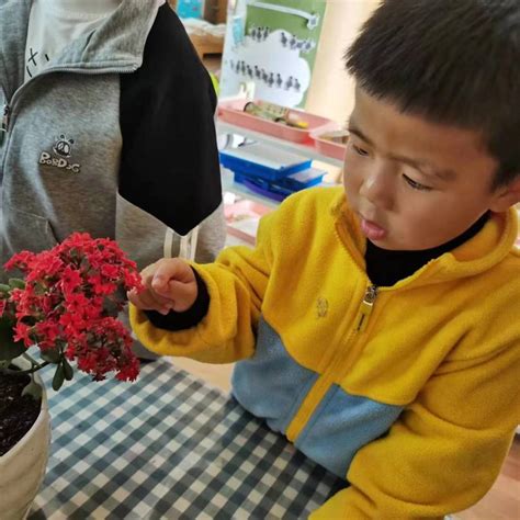课程故事幼见花开小一班班本课程 班级新闻 永嘉县第三幼儿园