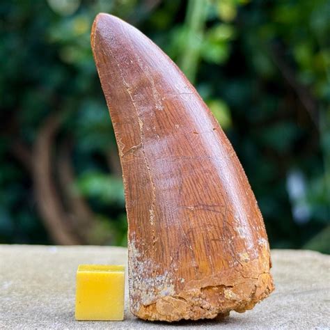 Tooth Uk Fossils