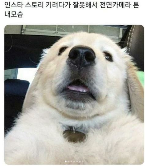 제일 깜짝 놀라는 순간 유머 움짤 이슈 에펨코리아