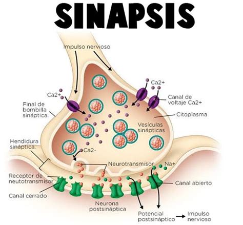 Sinapsis Química Y Eléctrica