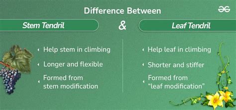 Difference Between Stem Tendril And Leaf Tendril GeeksforGeeks