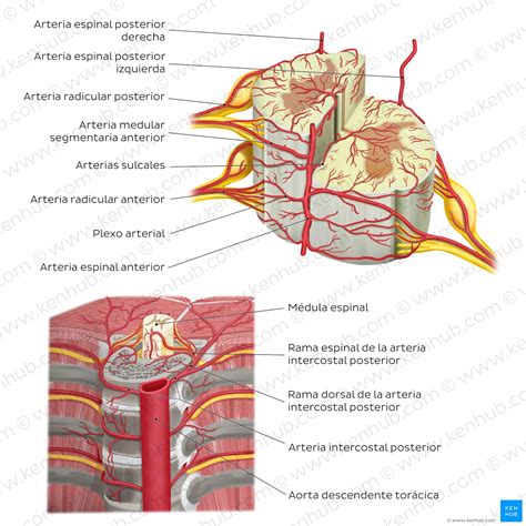 Médula espinal Anatomía estructura vías y función Kenhub