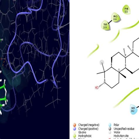 3d Binding Mode Left And 2d Ligand Interactions Right Of Betulinic
