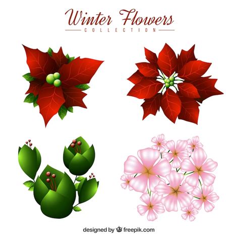 Planta De Flor De Pascua Clipart Gratis Flor De Navidad Png Dibujos
