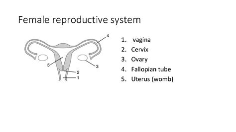 Chapter 8 Obgyn Obstetrics Ob Is The Branch