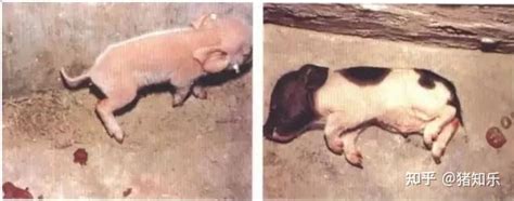 新生仔猪腹泻综合征 红痢 知乎