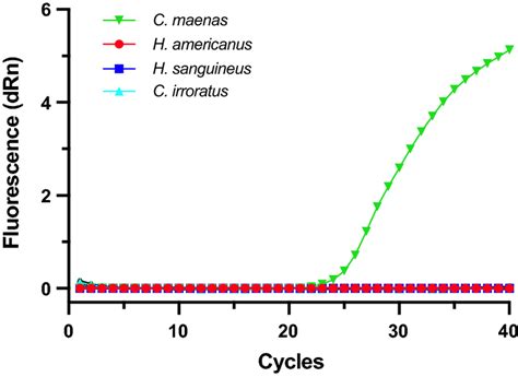 Example Of A Qpcr Amplification Curve Using Newly Designed Primer And