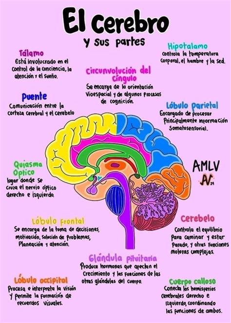 Psicología Organizacional En 2025 Anatomia Del Cerebro Humano