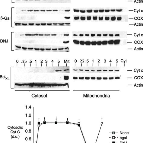 Jun Kinase Activity Has No Effect On The Rate Of No Induced Cytochrome Download Scientific