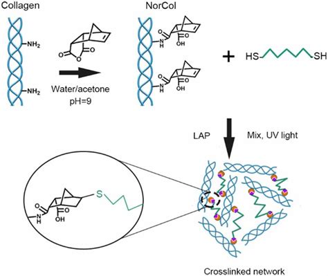 Synthesis And Thiol Ene Photoclick Reaction Of Norcol Download