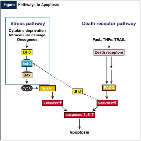 Venetoclax Abt 199 A Selective Inhibitor Of B Cell Lymphoma 2