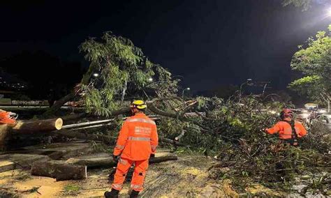 Chuva Provoca Quedas De árvore E Deixa Bairros De Belo Horizonte No