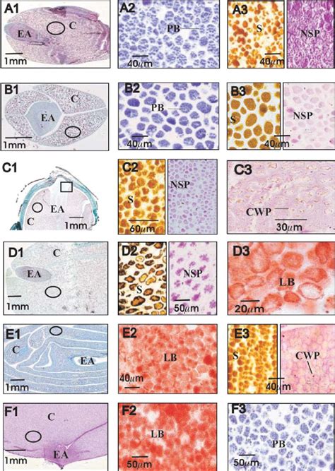 Seed Structure Column 1 Of Six Species Shown As Longitudinal Or Download Scientific Diagram