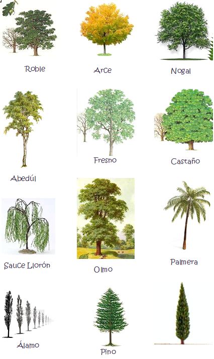 Tipos De Arboles Nombres Imagui